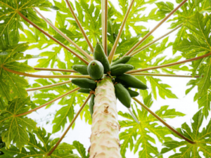 How to Grow Papaya | Growing Papaya Tree from Seed.