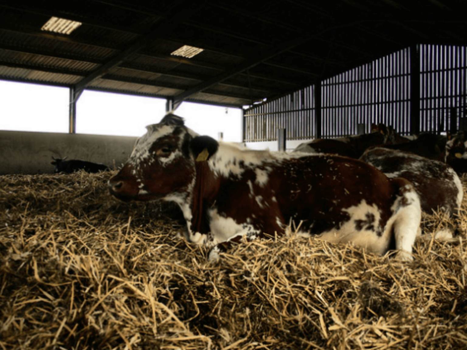 Purposes Of Livestock Scales | Scales - Agriculturegoods.