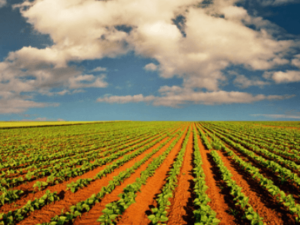 The Complete Guide on Crops Suitable for Loamy Soil