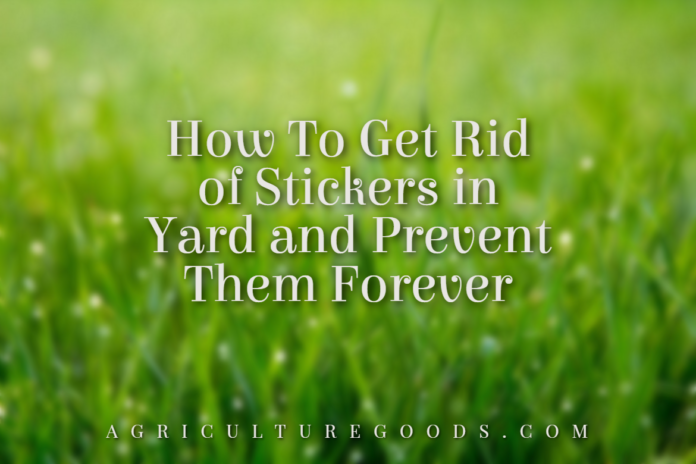 How To Get Rid of Stickers in Yard and Prevent Them Forever - Gardening ...