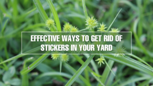 How To Get Rid of Stickers in Yard and Prevent Them Forever - Gardening ...