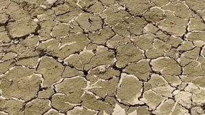 The Complete Guide on Crops Suitable for Black Soil.