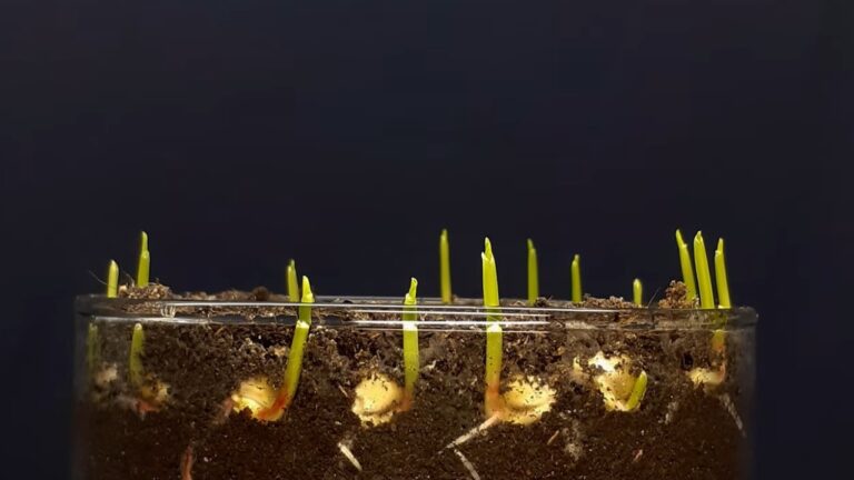 How to Make Agriculture Crops Growing Time-Lapse Videos: Pro Editing ...